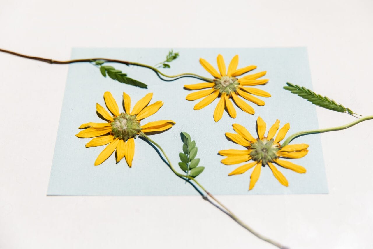 HOW TO CYANOTYPE: SOLAR PRINTING | Pretty Together