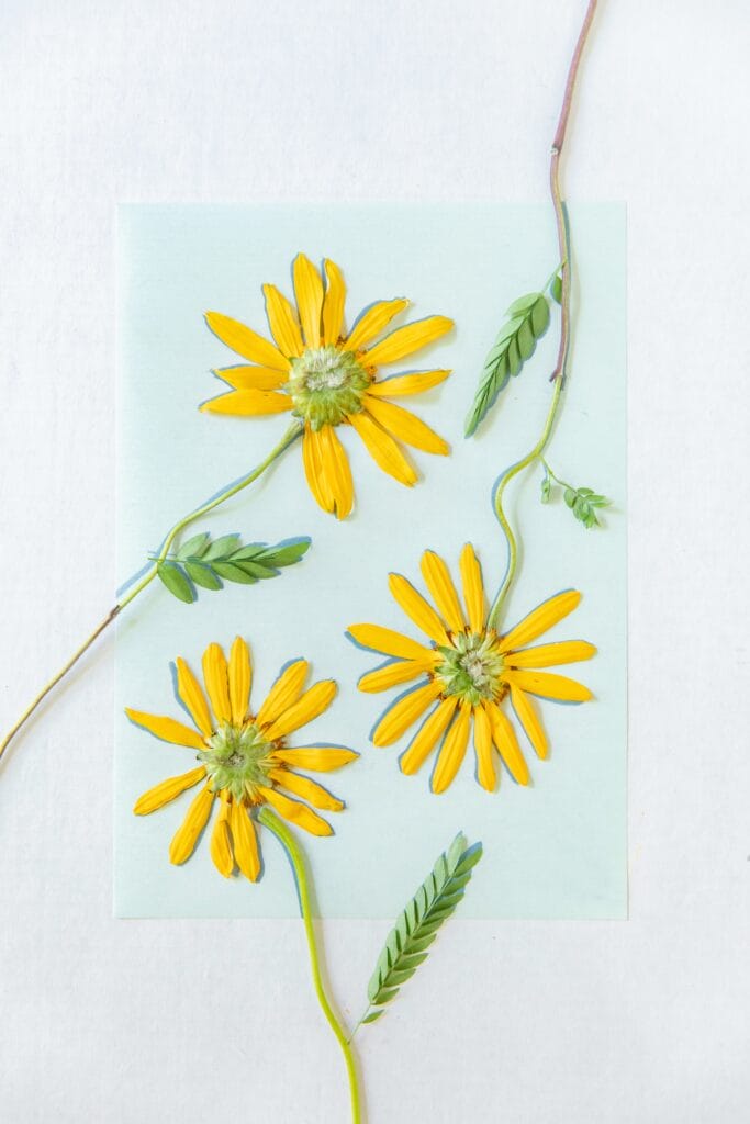 HOW TO CYANOTYPE: SOLAR PRINTING | Pretty Together